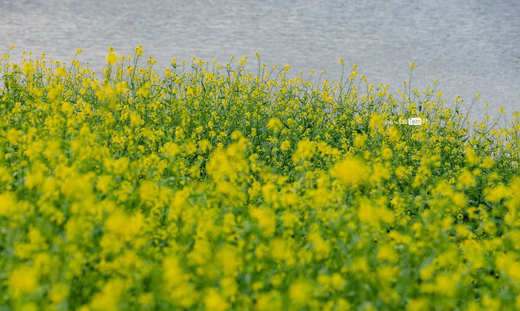 Choáng ngợp với đồi hoa cải vàng rực rỡ dưới nắng đông ở Ecopark